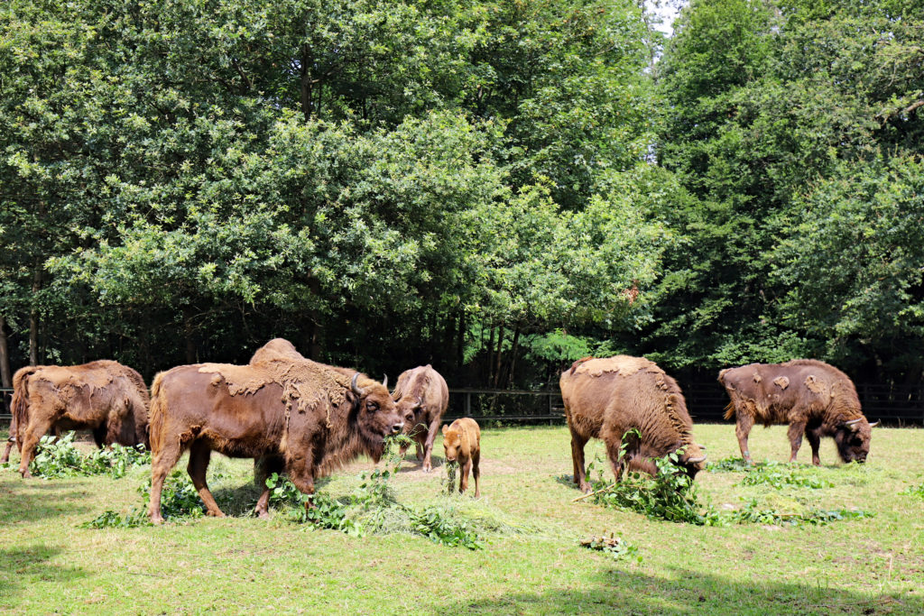 Tierpark Oberwald – Zoologischer Stadtgarten Karlsruhe