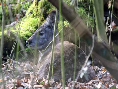 Tierpark Oberwald – Zoologischer Stadtgarten Karlsruhe