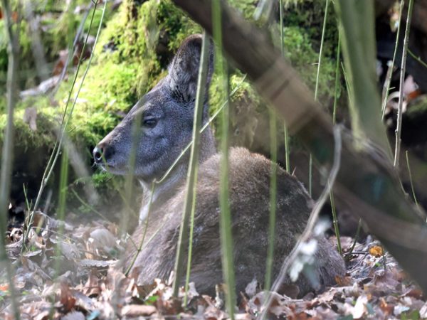 Tierpark Oberwald – Zoologischer Stadtgarten Karlsruhe