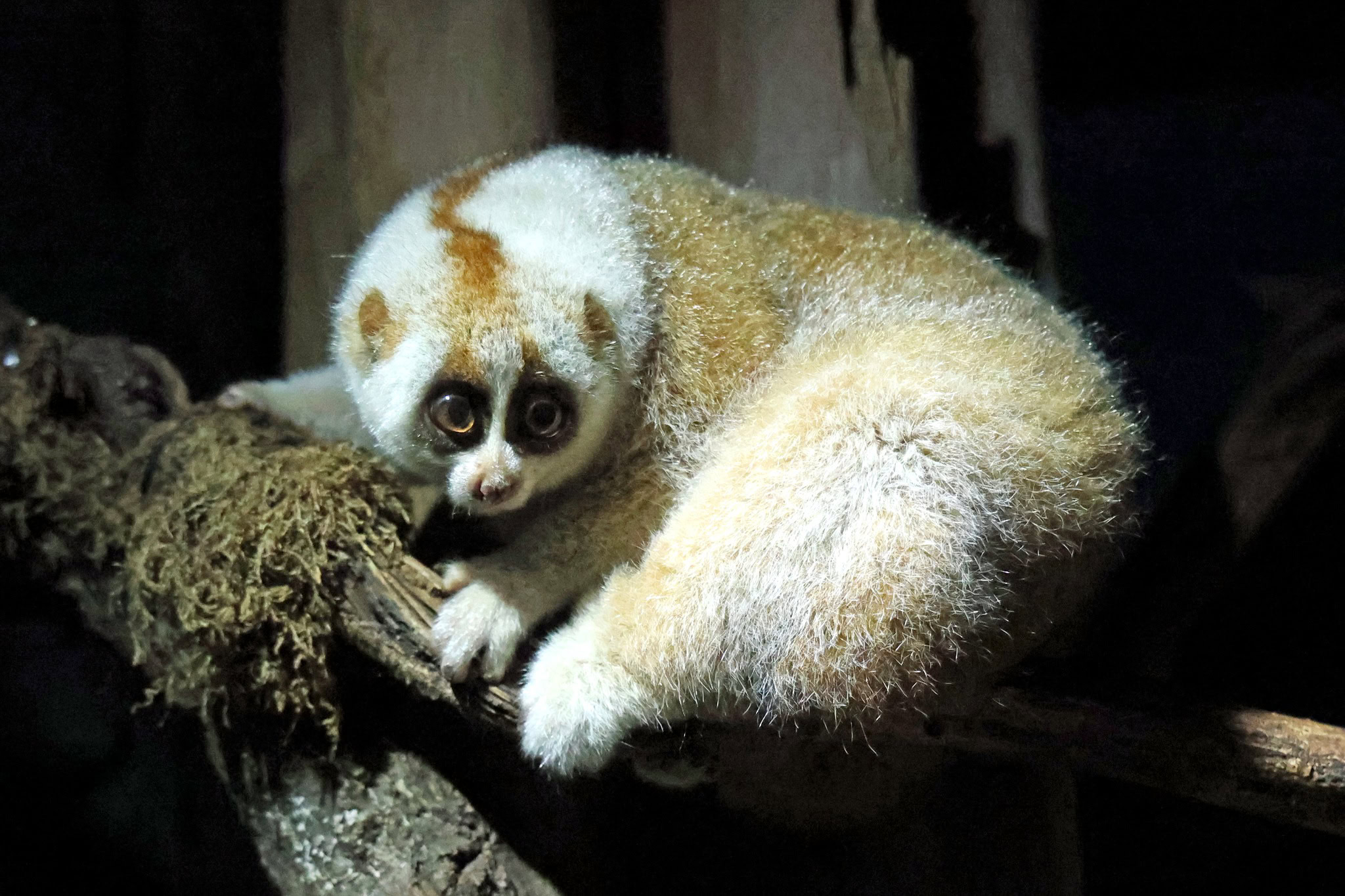 Mit großen Augen und bedächtigen Bewegungen erkundet dieser Bengalische ...
